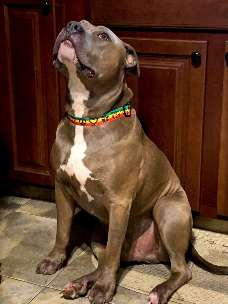 Rasta Peace Dog Collar| Wagadoodle